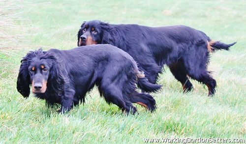 Working Gordon Setters - Field Trial Dogs in the UK
