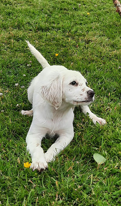 Working Gordon Setters - Field Trial Dogs in the UK