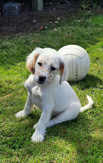 Working Gordon Setters - Field Trial Dogs in the UK