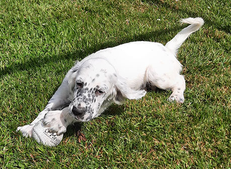 Working Gordon Setters - Field Trial Dogs in the UK