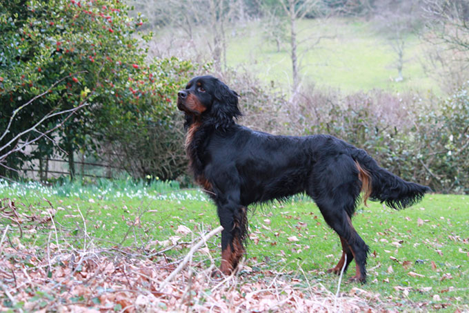 Working Gordon Setters - Field Trial Dogs in the UK