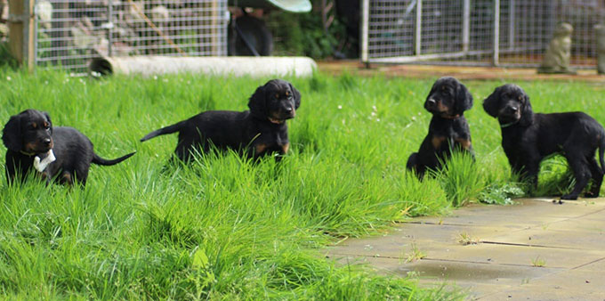 Working Gordon Setters - Field Trial Dogs in the UK